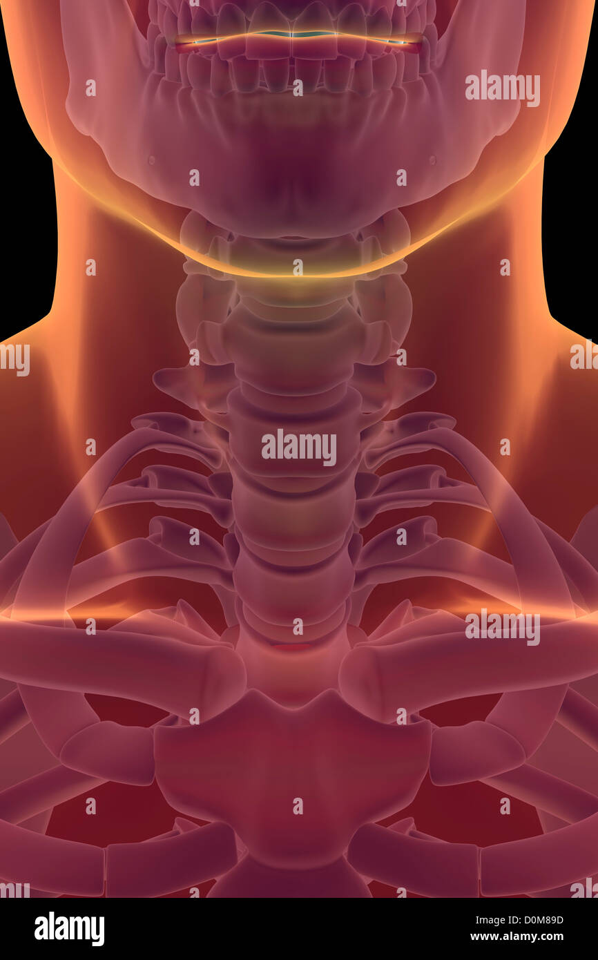 Front view of stylized bones of the cervical spine and sternoclavicular ...