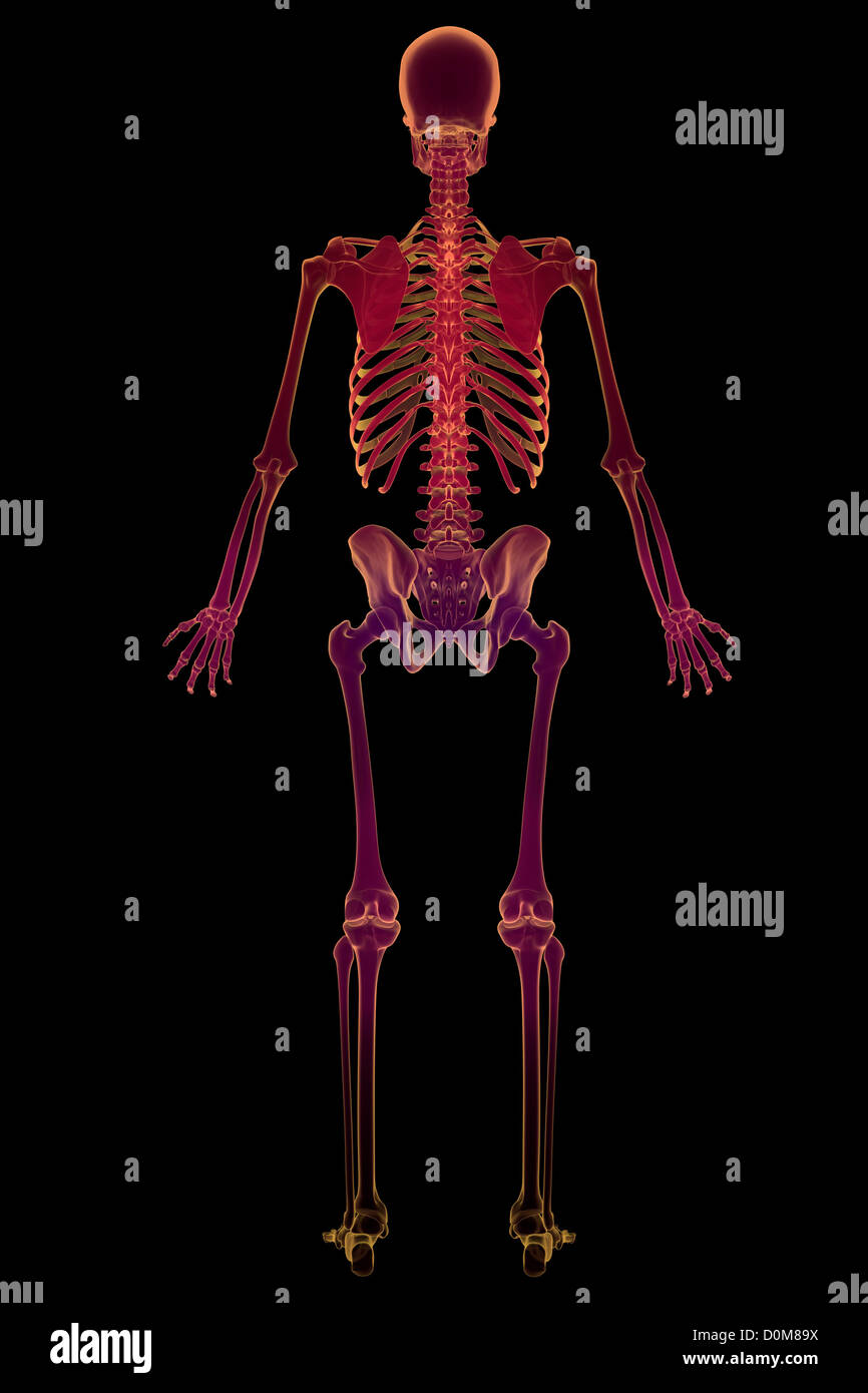 Full body view of the male human skeleton Stock Photo - Alamy