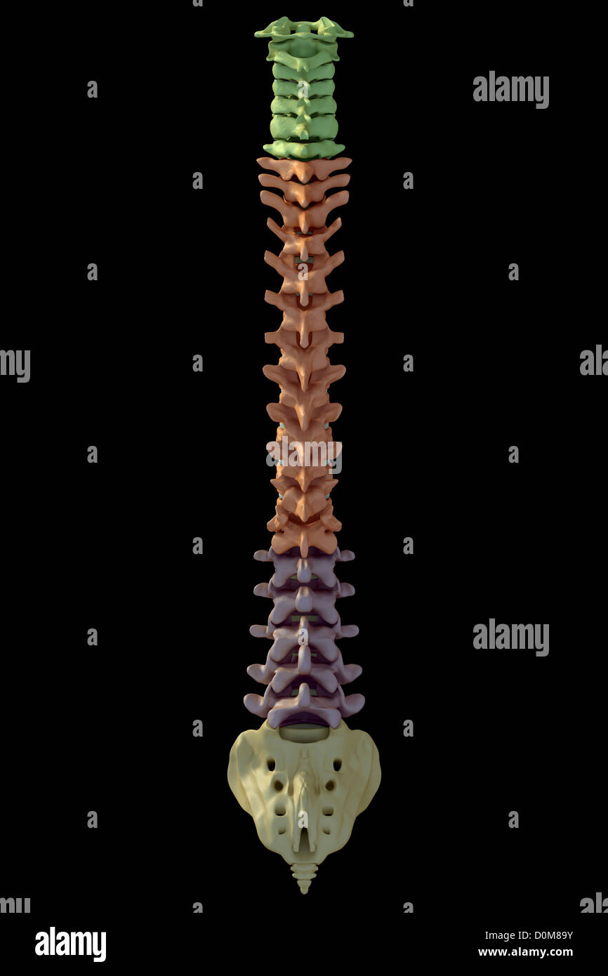 Rear view human spinal column or spine. cervical lumbar thoracic ...