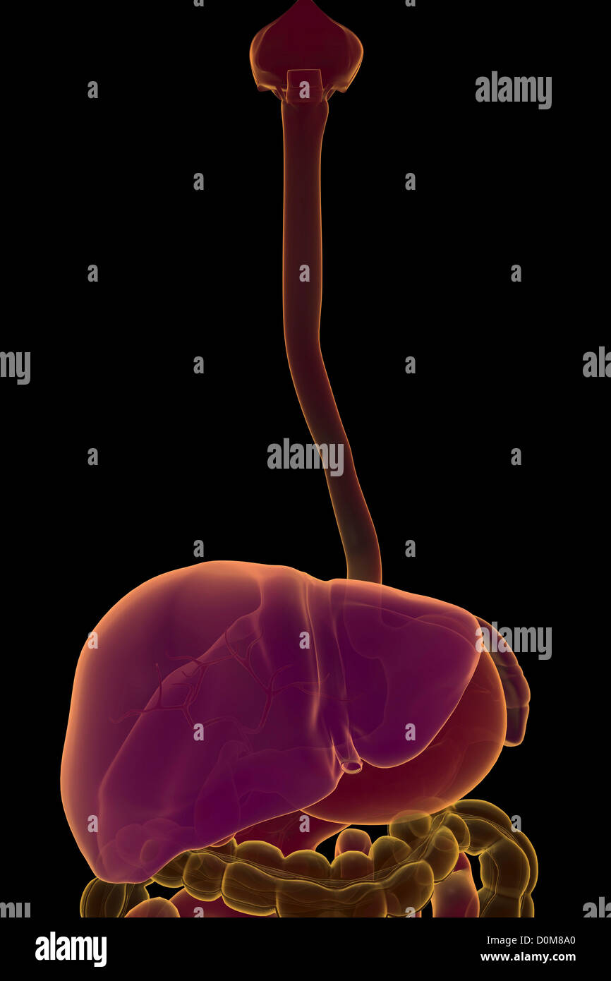 Digestive tract upper hi-res stock photography and images - Alamy