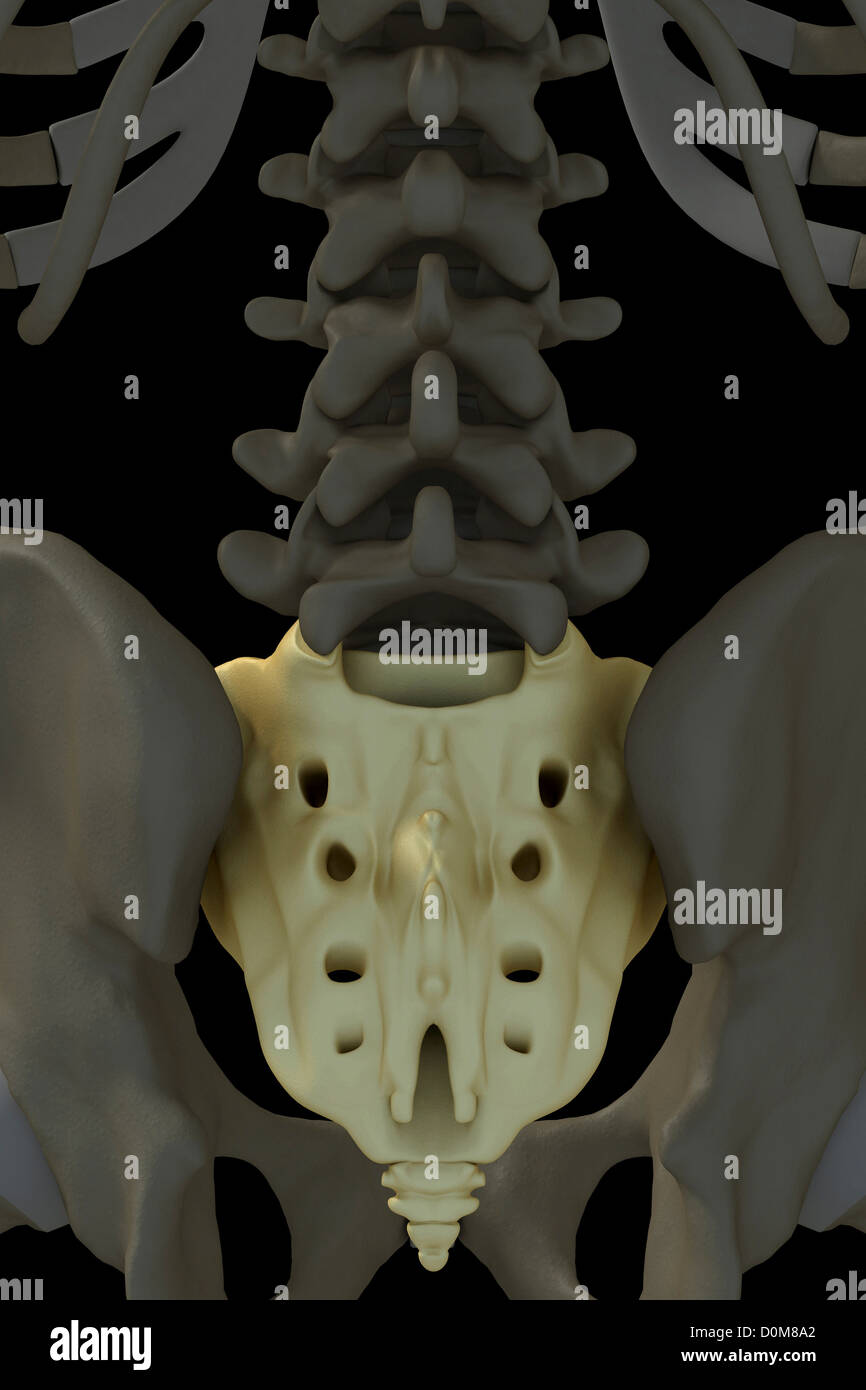 Close-up view of the male sacrum Stock Photo - Alamy