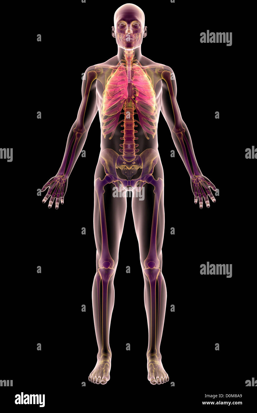 Front full body view of the male skin, skeleton and respiratory system ...