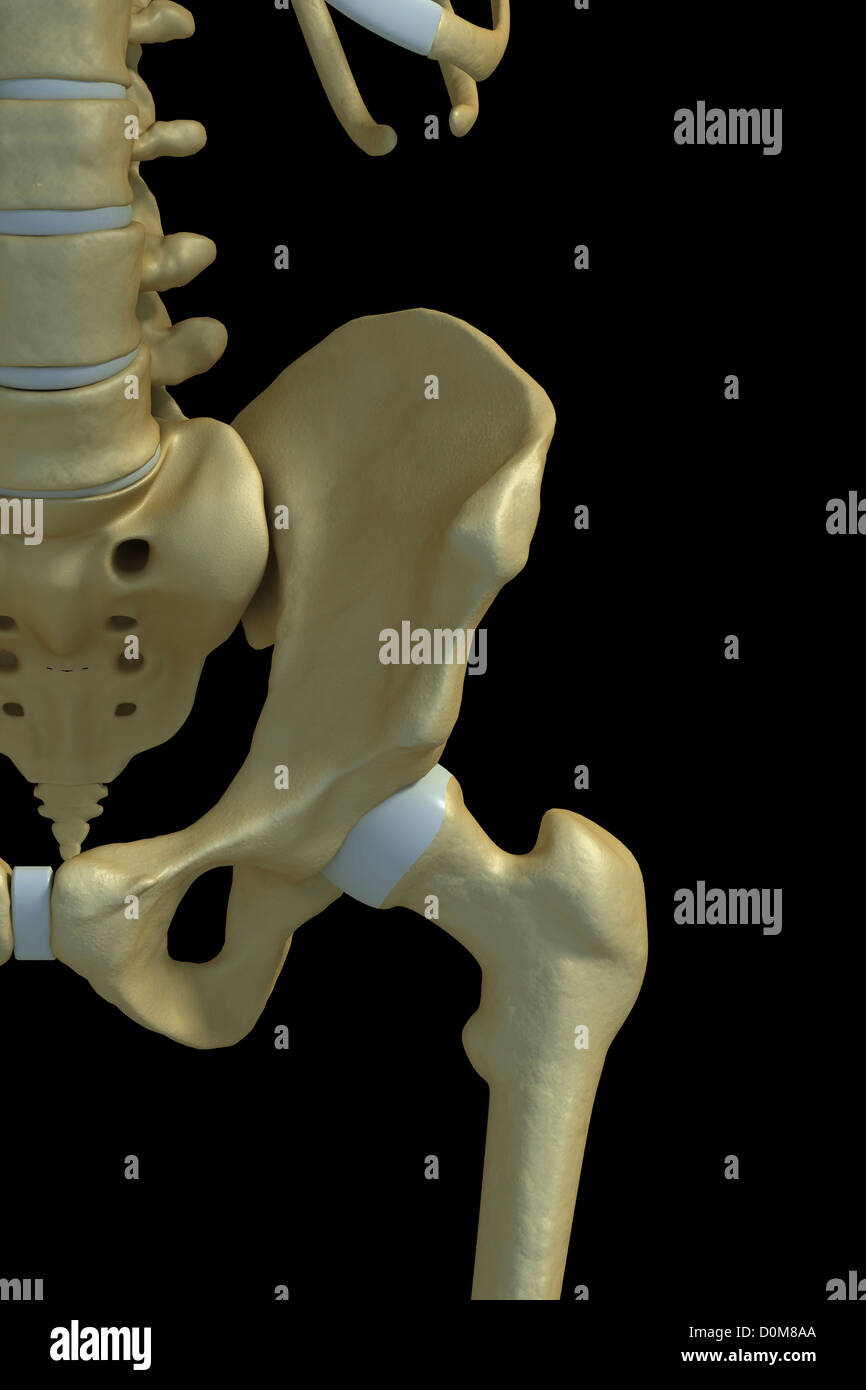 Close-up view of the bones of the hip joint Stock Photo - Alamy