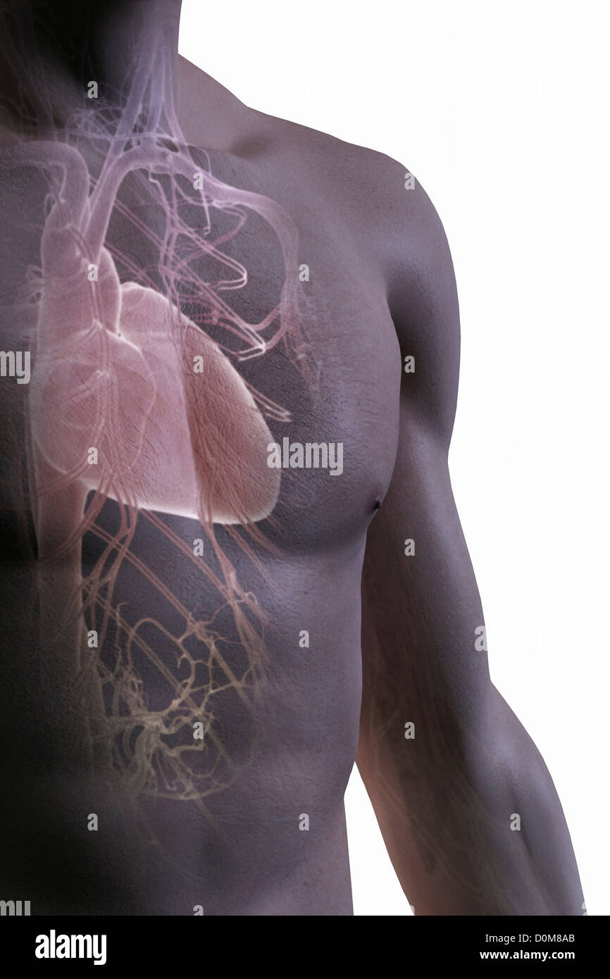 Front three-quarter view of the heart and surrounding blood vessels ...