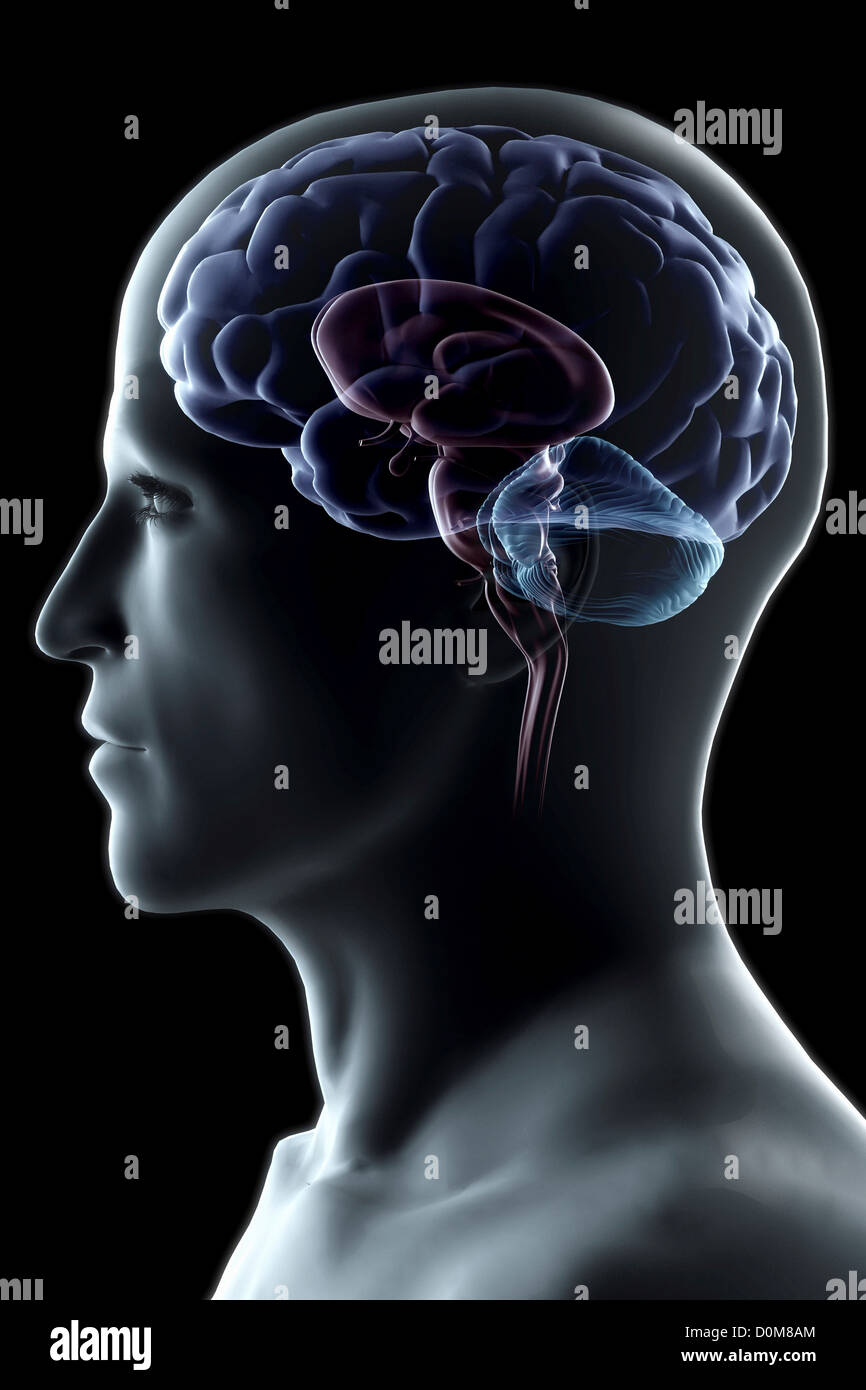 Stylized side view of the head and neck showing the brain and it's ...