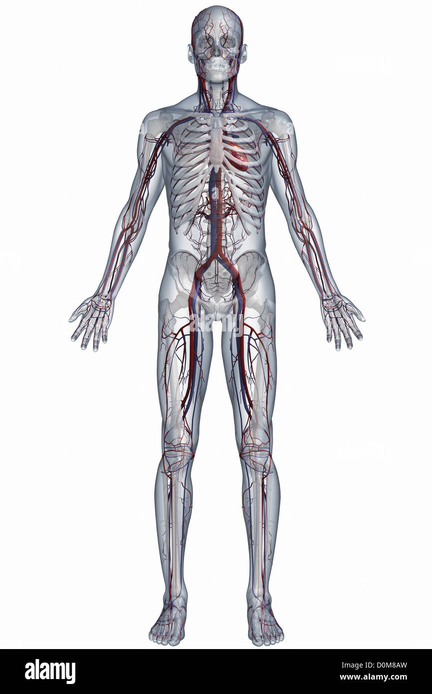 Full body view of the cardiovascular system Stock Photo - Alamy