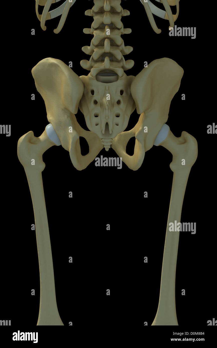 Rear view of the bones of the upper legs and pelvis Stock Photo - Alamy