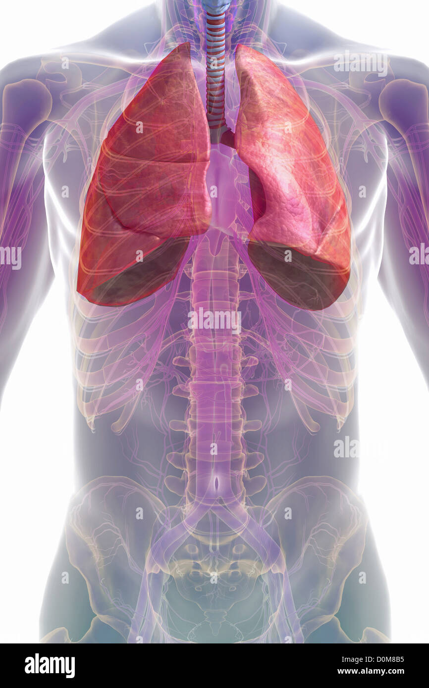 Stylized front view of the torso showing the skeleton, cardiovascular ...