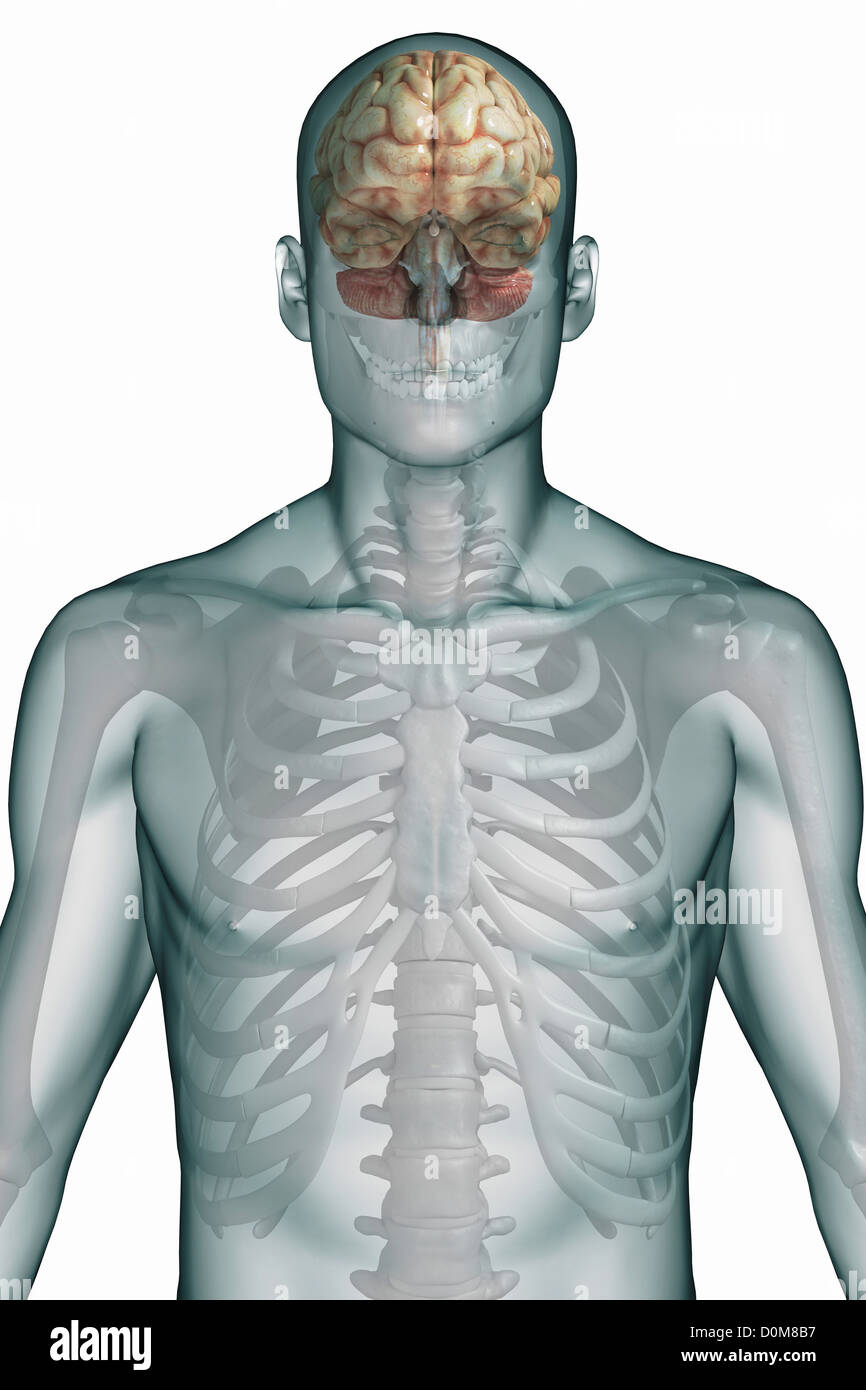 Stylized skeleton hi-res stock photography and images - Alamy