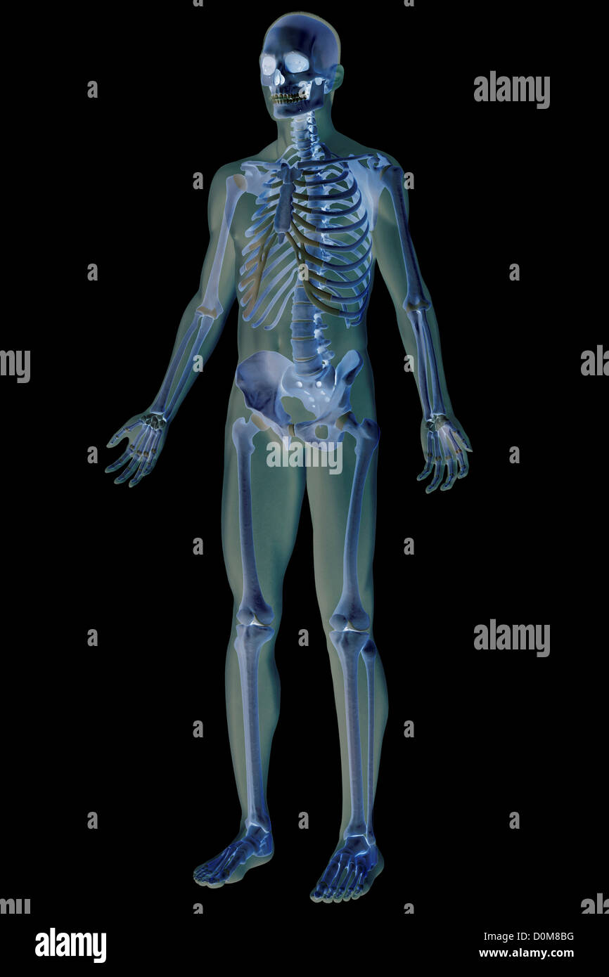 Full body view of the male human skeleton Stock Photo - Alamy