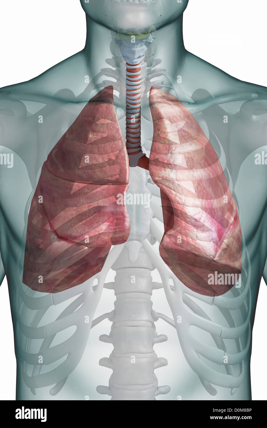 Upper respiratory system hi-res stock photography and images - Alamy