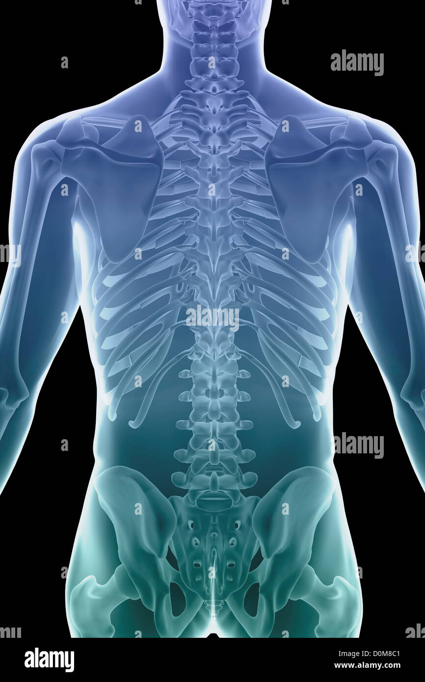 Rear view of the bones of the upper body of the male skeleton Stock ...