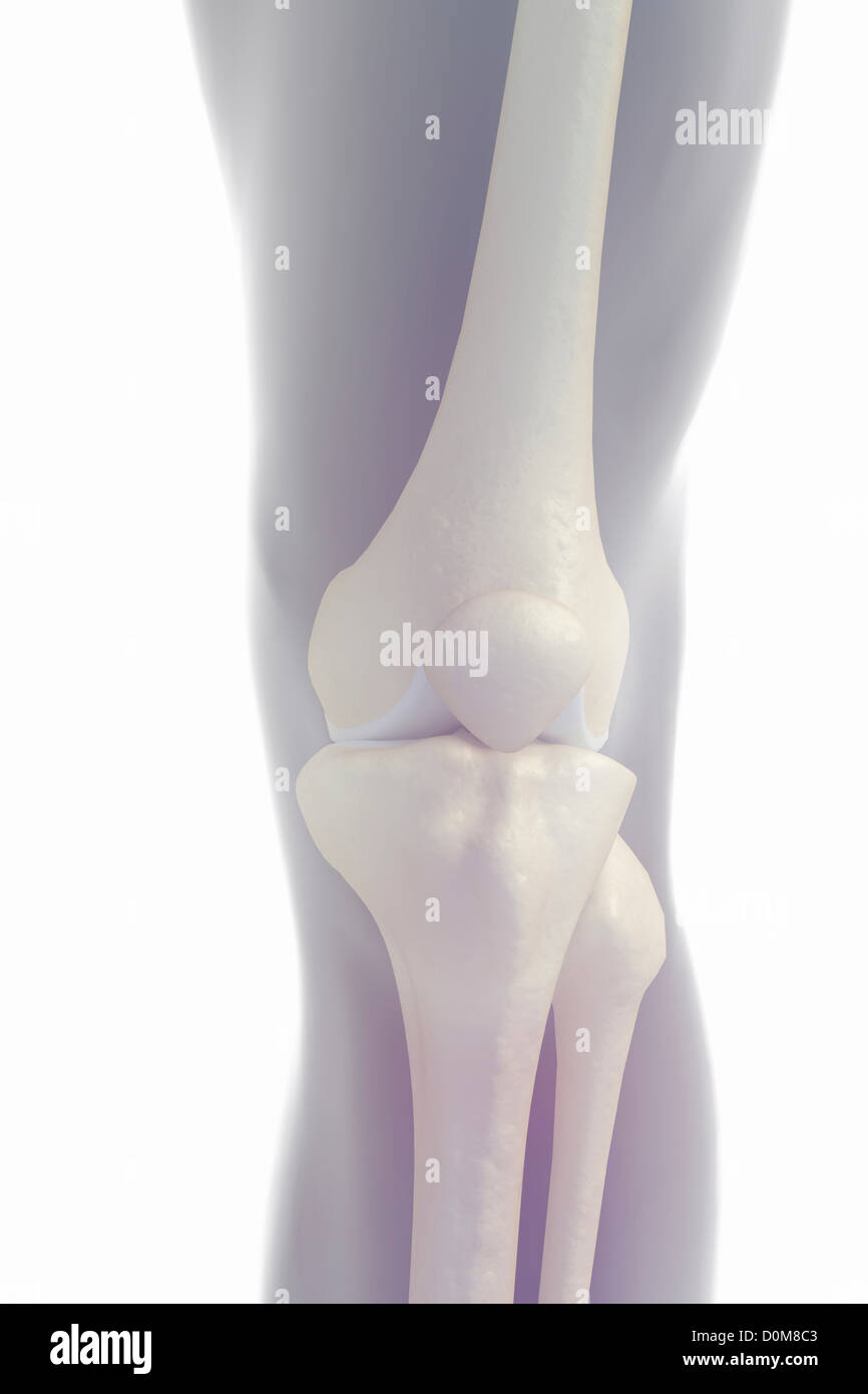 Stylized front view of the bones of the knee joint within the skin ...