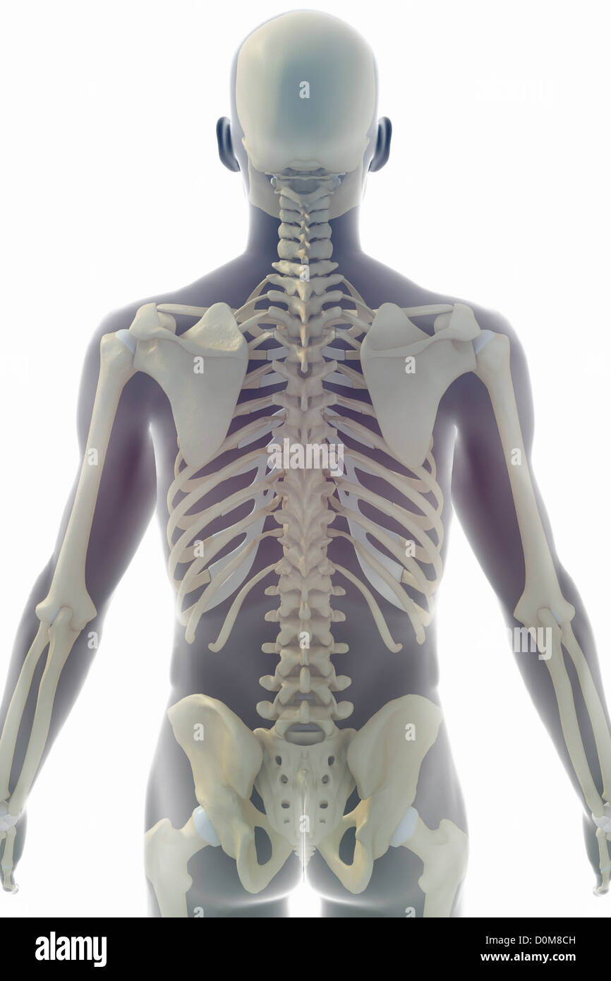 Rear view of the bones of the upper body Stock Photo - Alamy