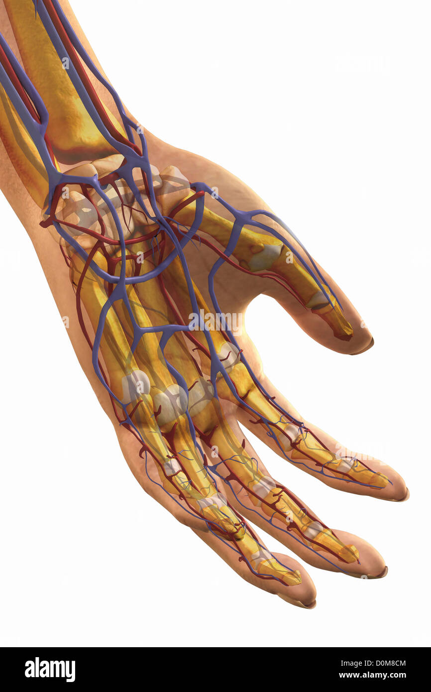 Anatomy Of The Left Hand