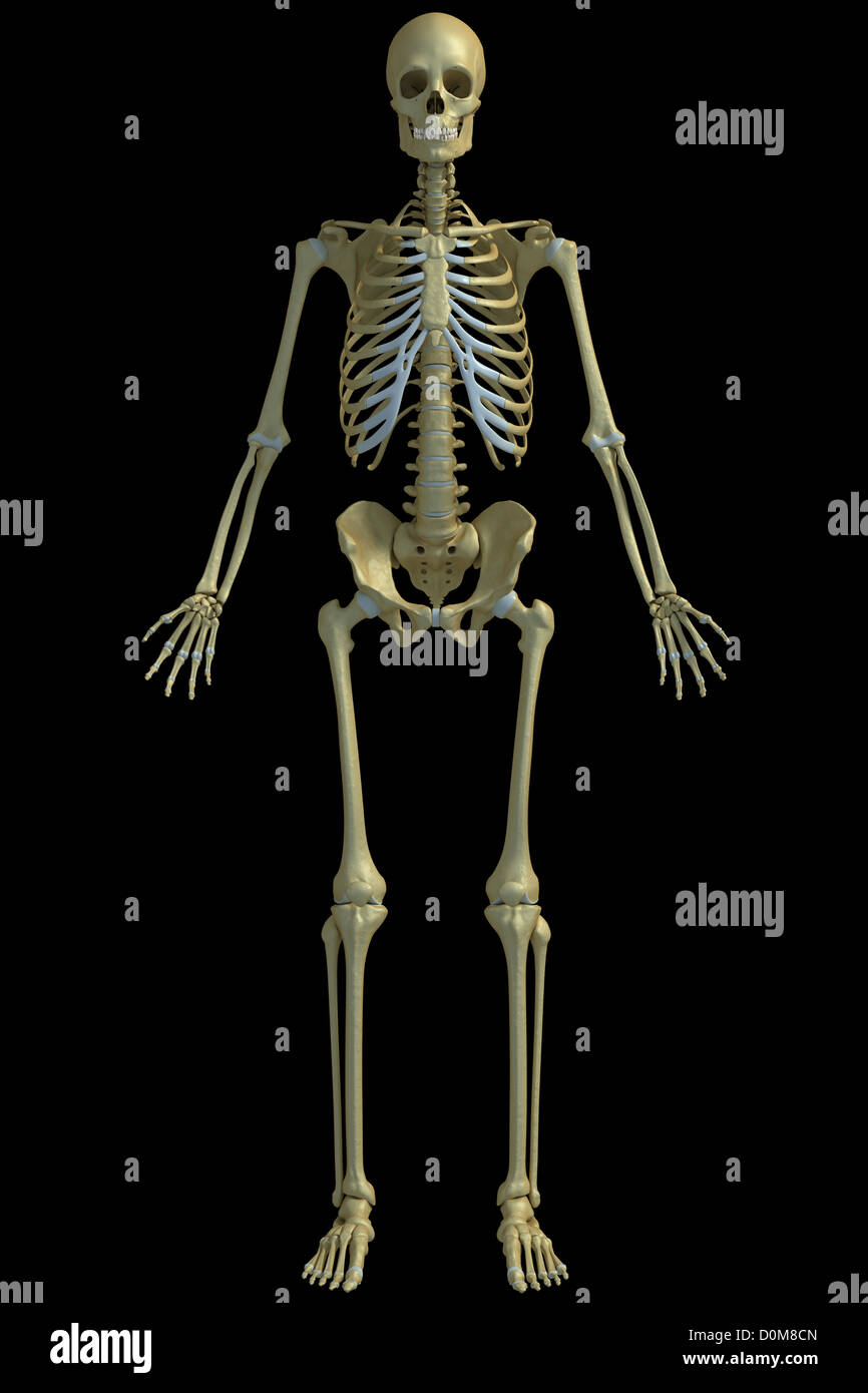 Full body view of the male human skeleton Stock Photo - Alamy