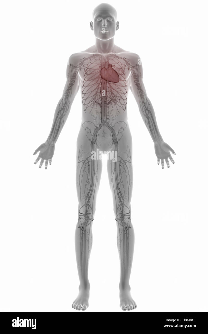 Full body view of the cardiovascular system Stock Photo - Alamy