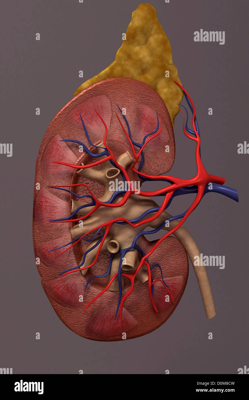 Cross-sectional view of the right kidney Stock Photo - Alamy