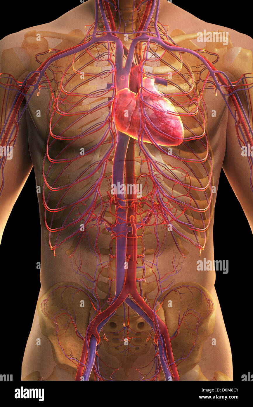 Stylized front view of the bones and cardiovascular system of the torso ...
