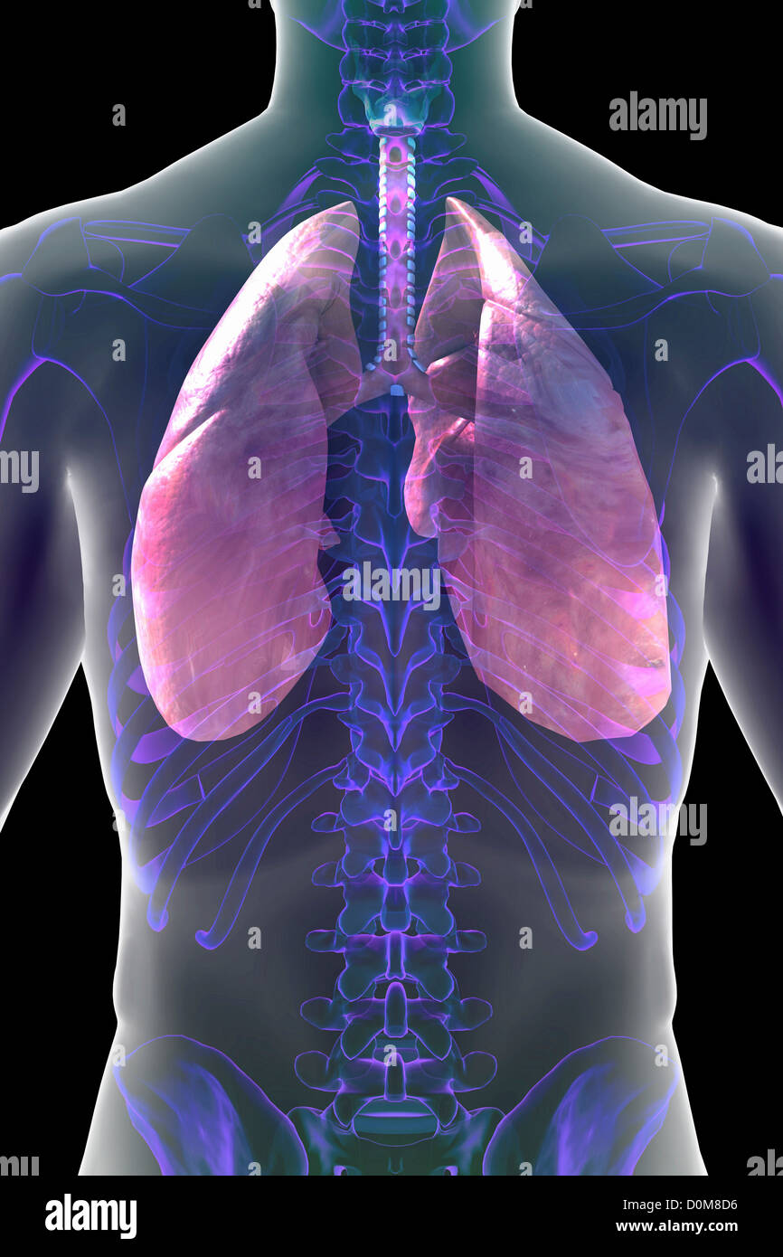 Upper respiratory system hi-res stock photography and images - Alamy