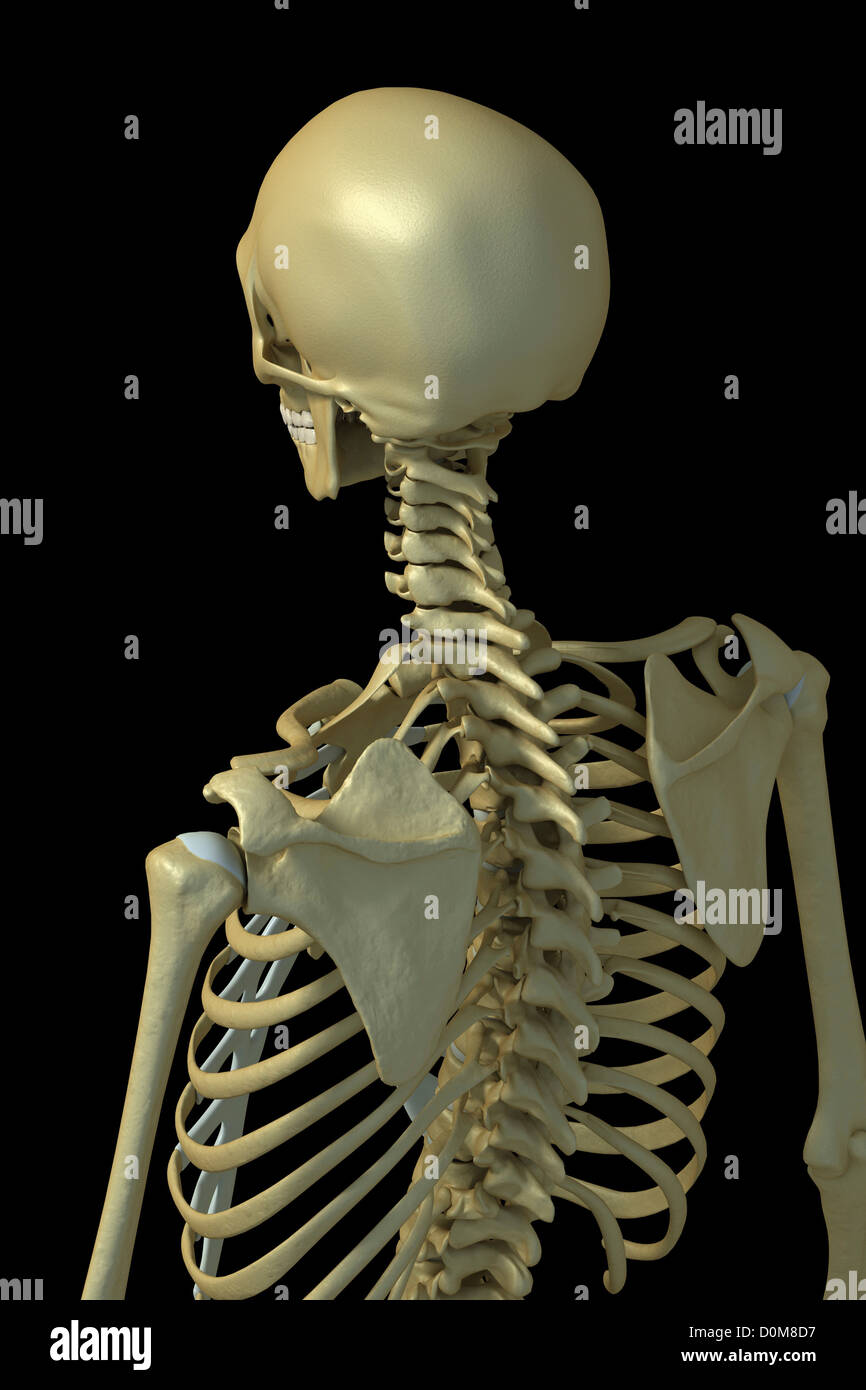 Rear three-quarter view of the bones of the upper extremities of the ...