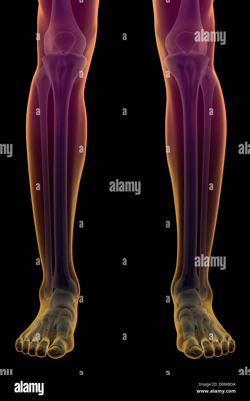 Front view of stylized bones of the lower legs, ankle joints and feet ...