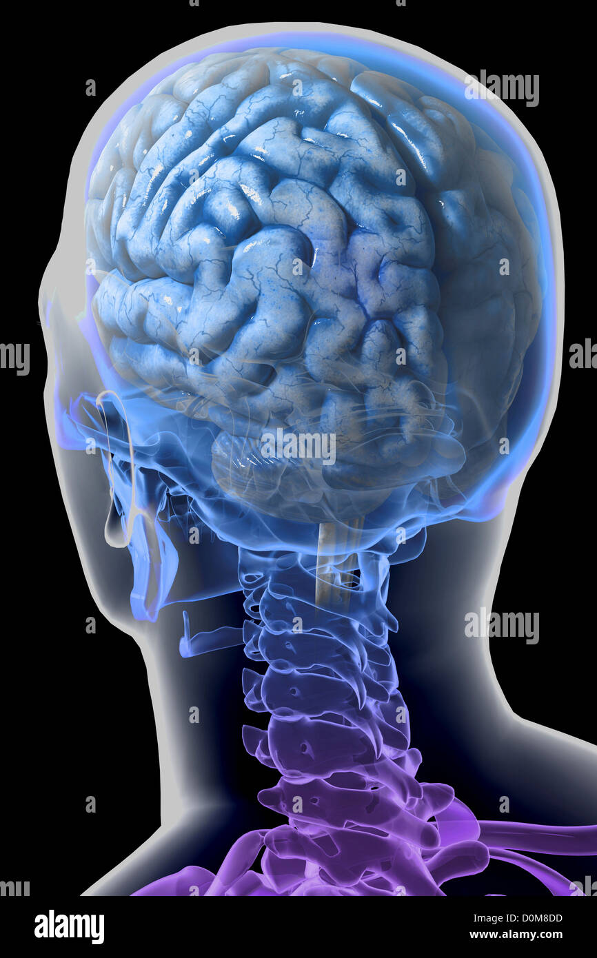 Anatomy human skull rear view hi-res stock photography and images - Alamy