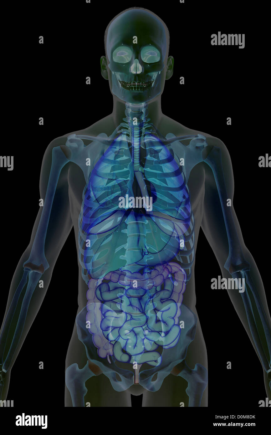 Stylized front view of the bones and internal organs of the upper body ...