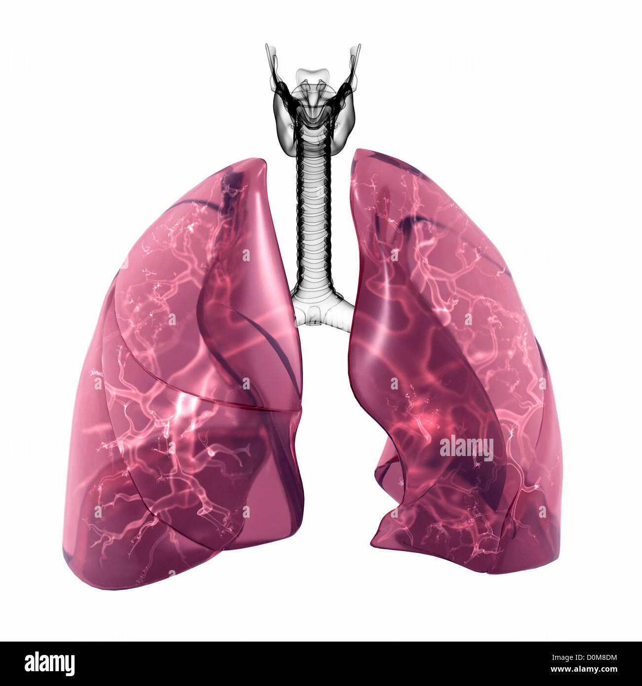 Superior front view of the respiratory system in isolation. The lungs ...