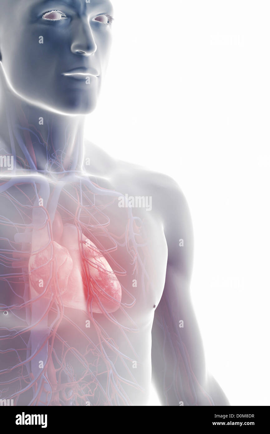 Front three-quarter view of the heart and surrounding blood vessels ...