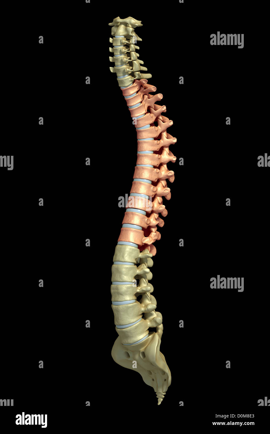 Three-quarter view of the human spinal column or spine. The thoracic ...