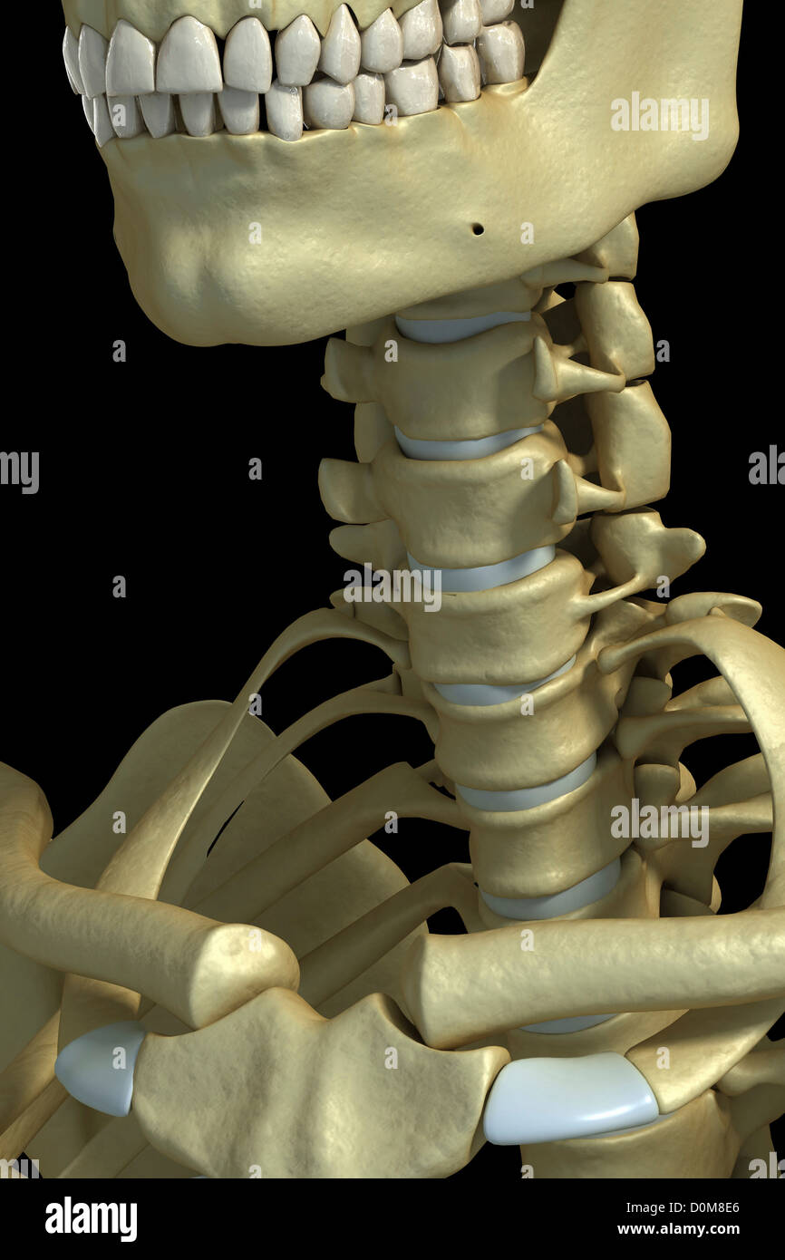 Close-up view of the cervical bones of the spine and sternoclavicular ...