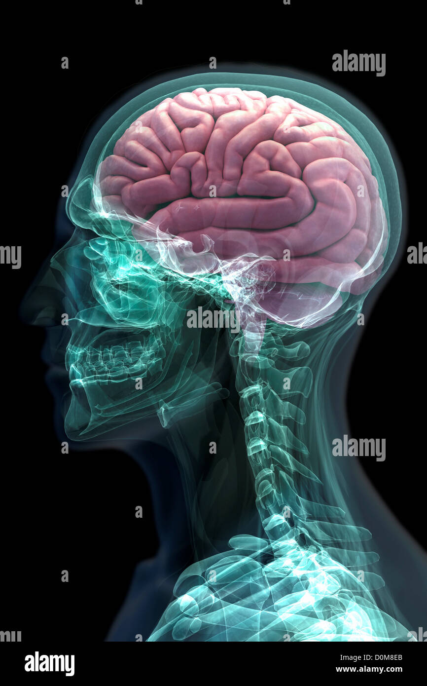 The brain within skeleton hi-res stock photography and images - Alamy