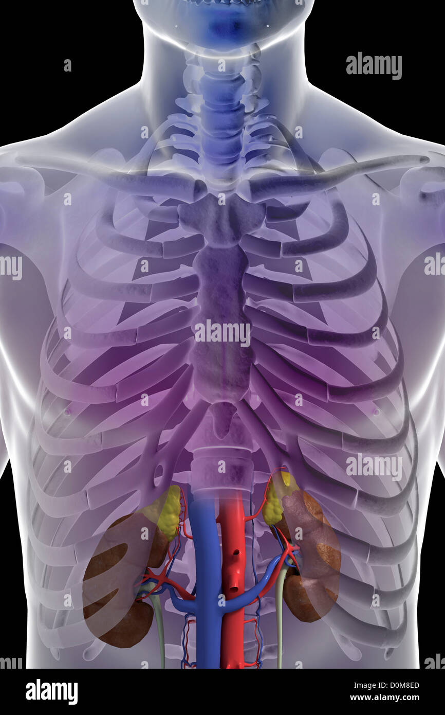 Renal system hi-res stock photography and images - Alamy