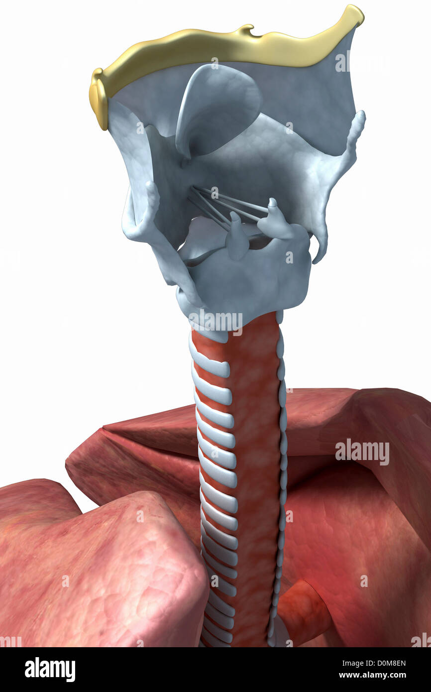 Rear view of the larynx showing it's structure in relation to the ...