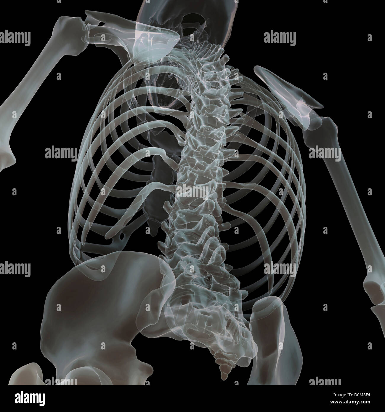 Rear view of the bones of the upper body Stock Photo - Alamy
