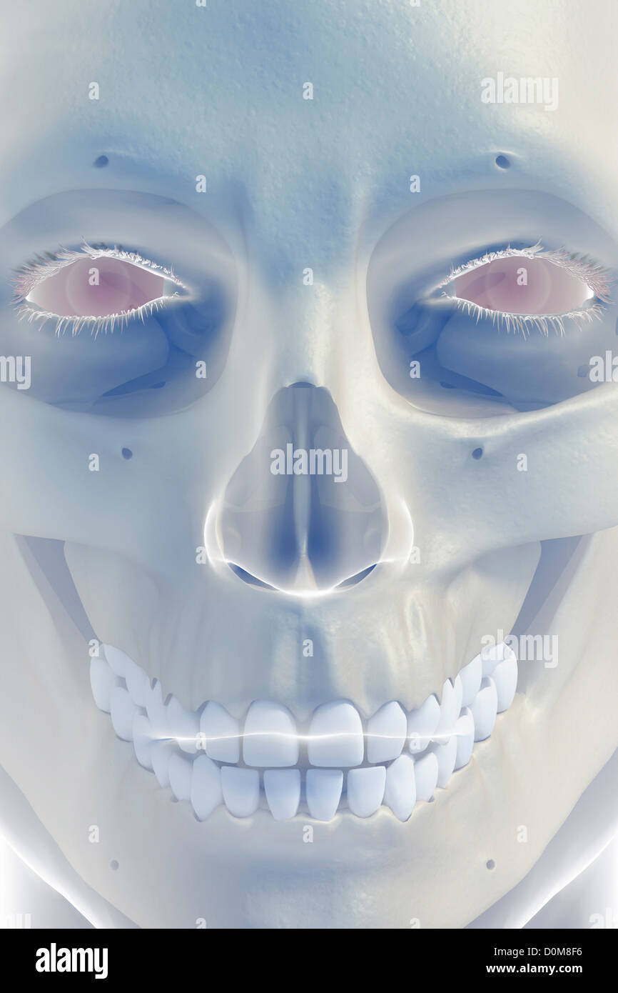 Close-up view of the bones of the face Stock Photo - Alamy