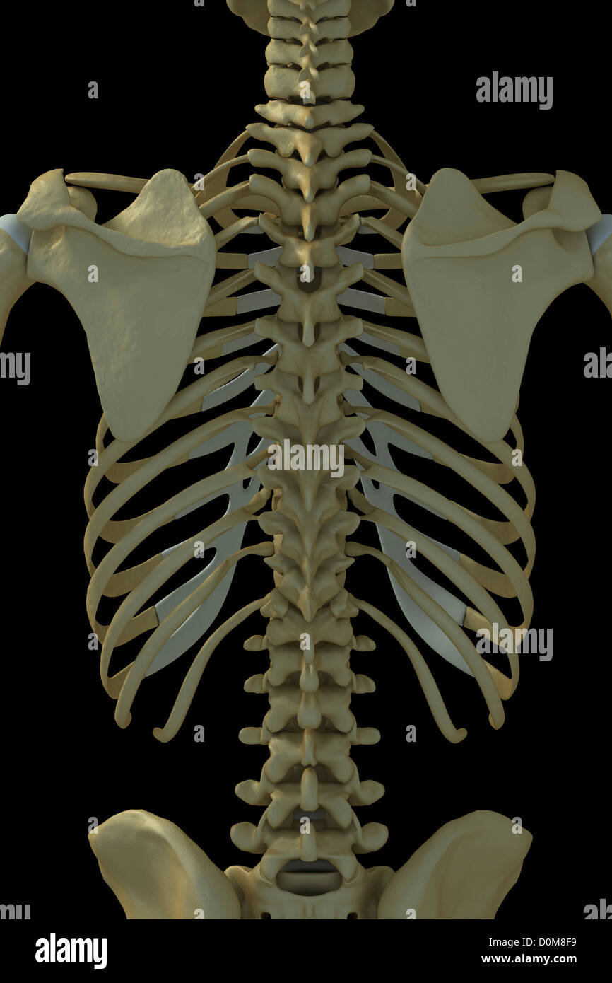 Rear view of the bones of the spine and trunk Stock Photo - Alamy