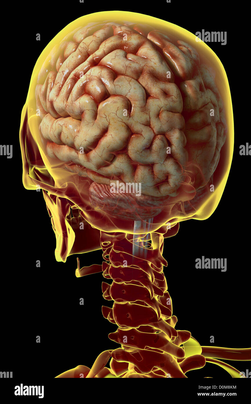 The brain within skeleton hi-res stock photography and images - Alamy