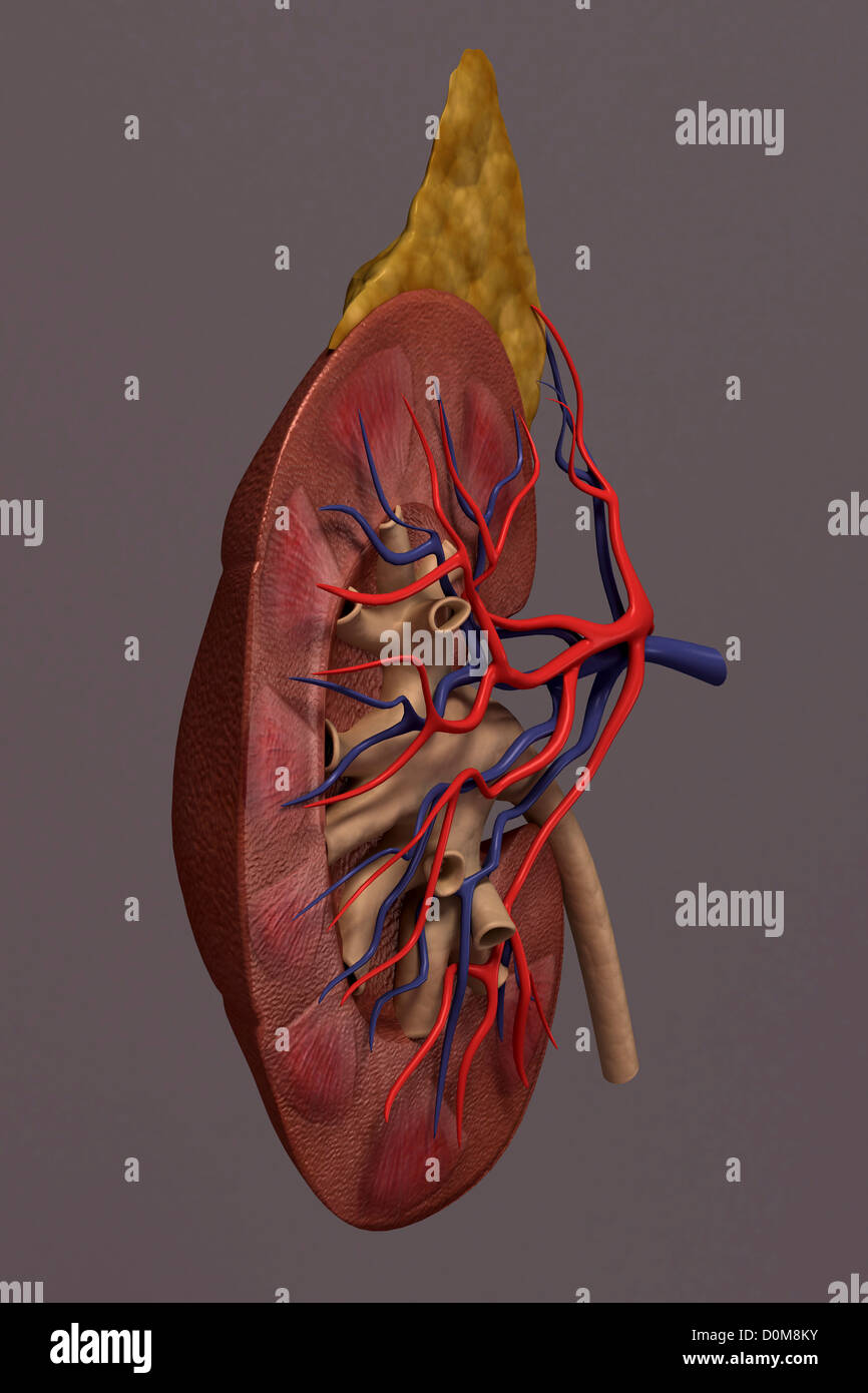 Cross-sectional view of the right kidney Stock Photo - Alamy
