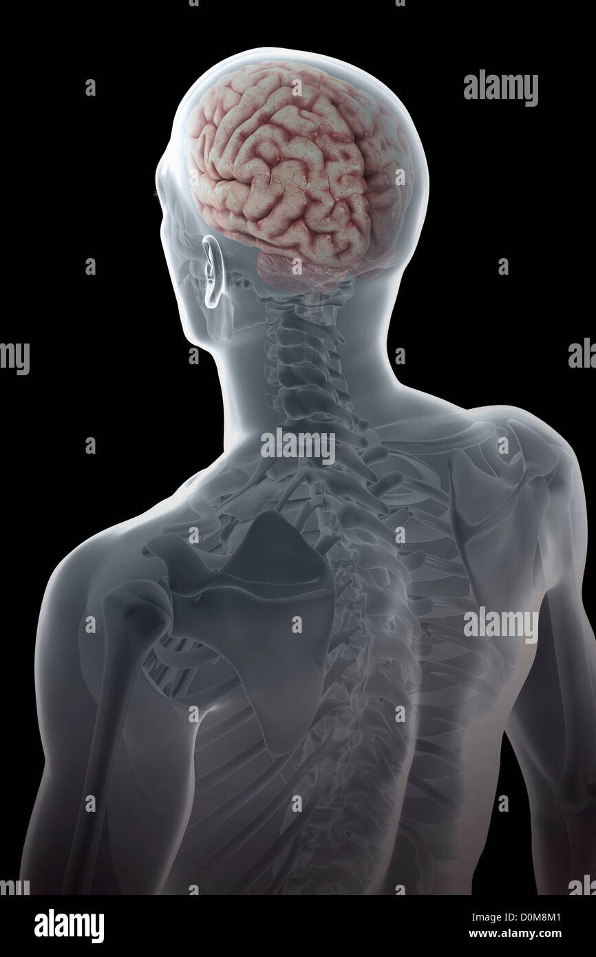 Upper body skeleton hi-res stock photography and images - Alamy