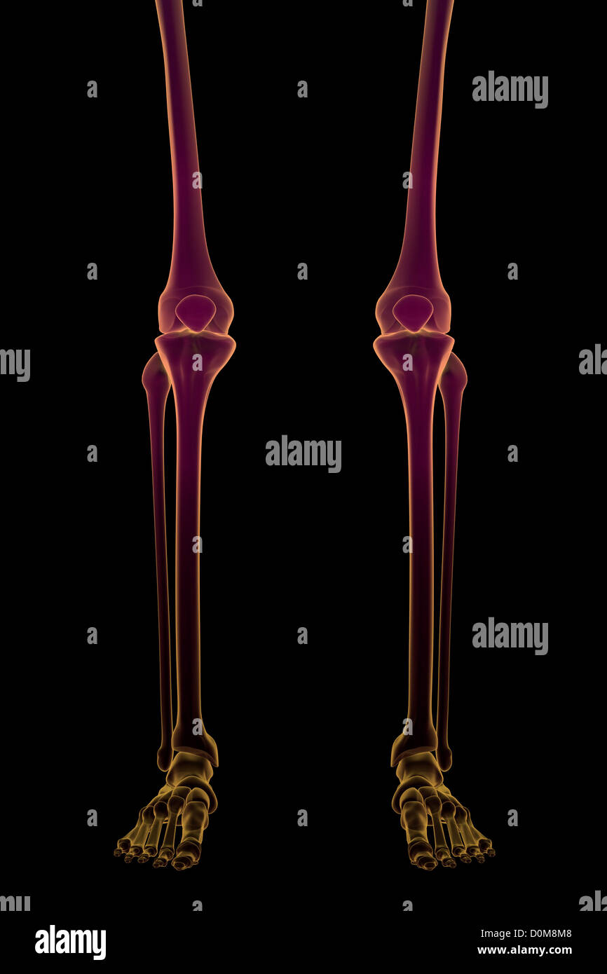 Front view of stylized bones of the knee joints, lower legs, ankle ...