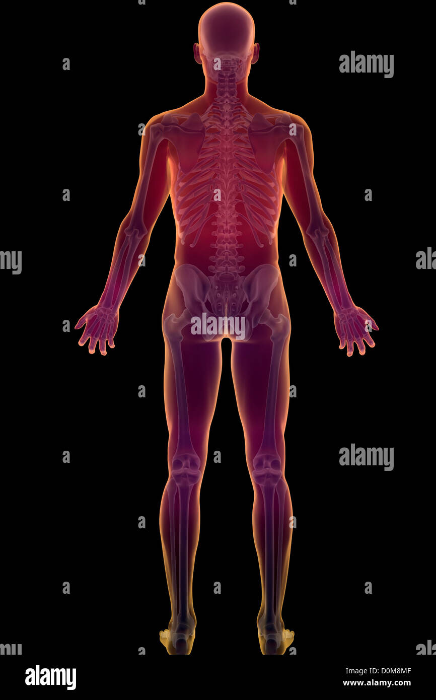 Full body view of the male human skeleton Stock Photo - Alamy