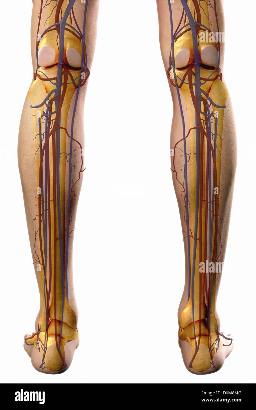 Popliteal vein hi-res stock photography and images - Alamy