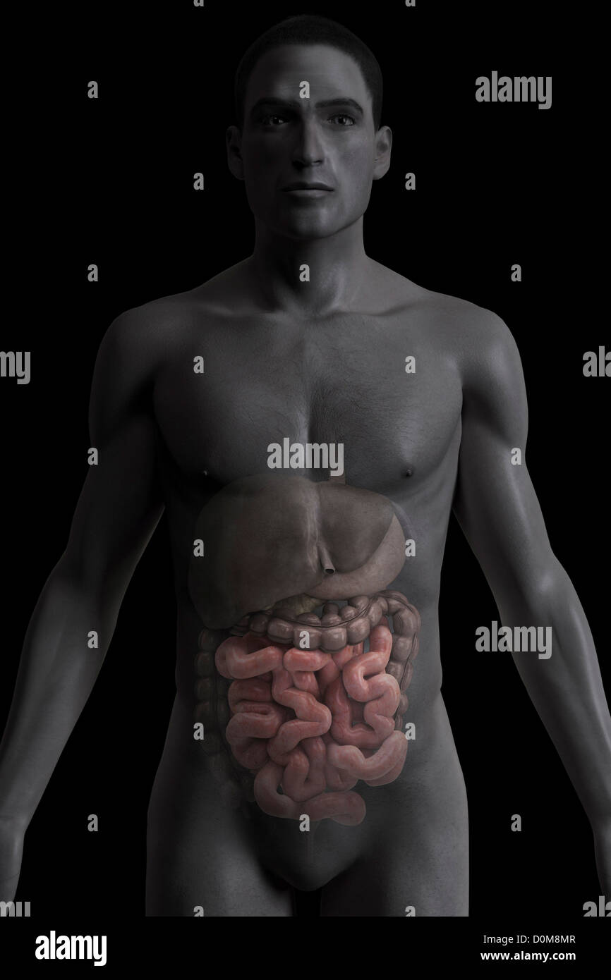 Front view of the trunk (male) with the small intestine highlighted ...