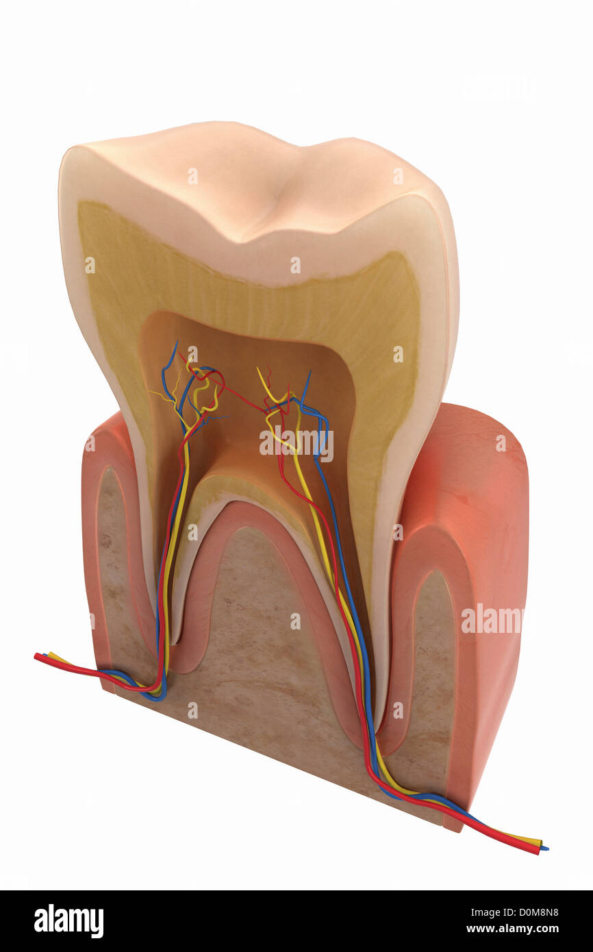 Molar tooth cross section hi-res stock photography and images - Alamy