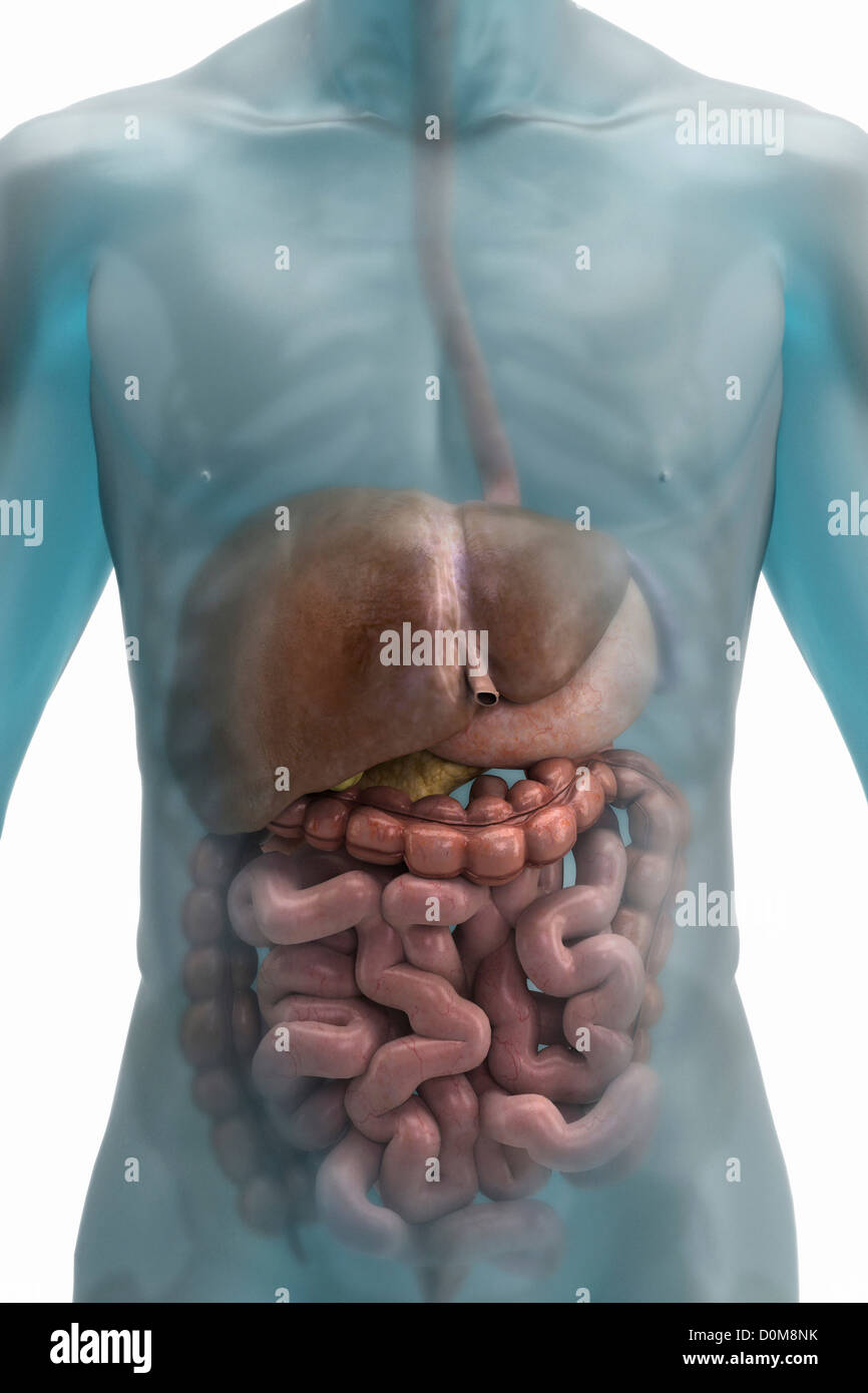 Stylized front view of the digestive system with the human body (male ...