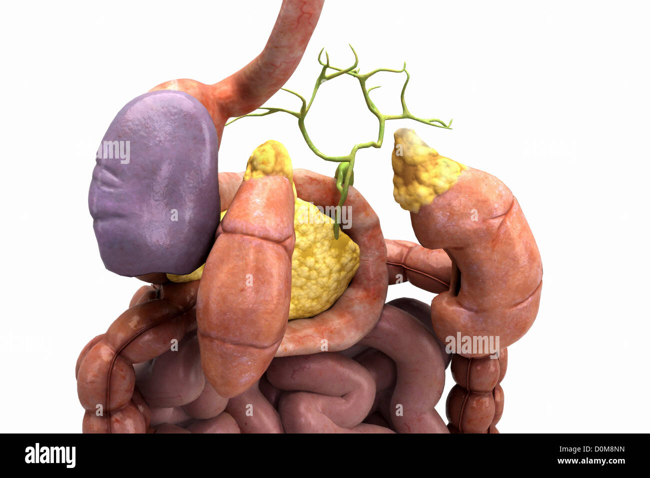 Rear view of the kidneys along with other organs of the digestive ...