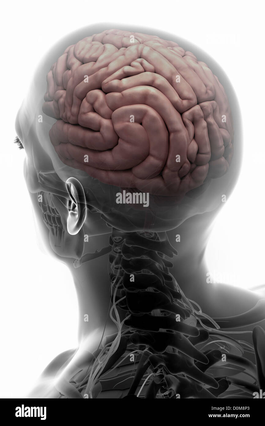 The head, brain and bones viewed from the rear (male Stock Photo - Alamy