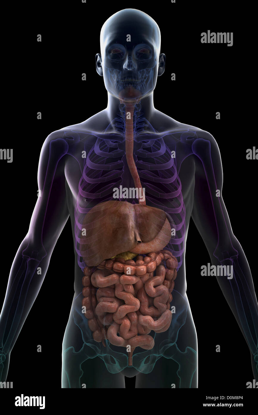 Stylized front view of the digestive system with the human body (male ...